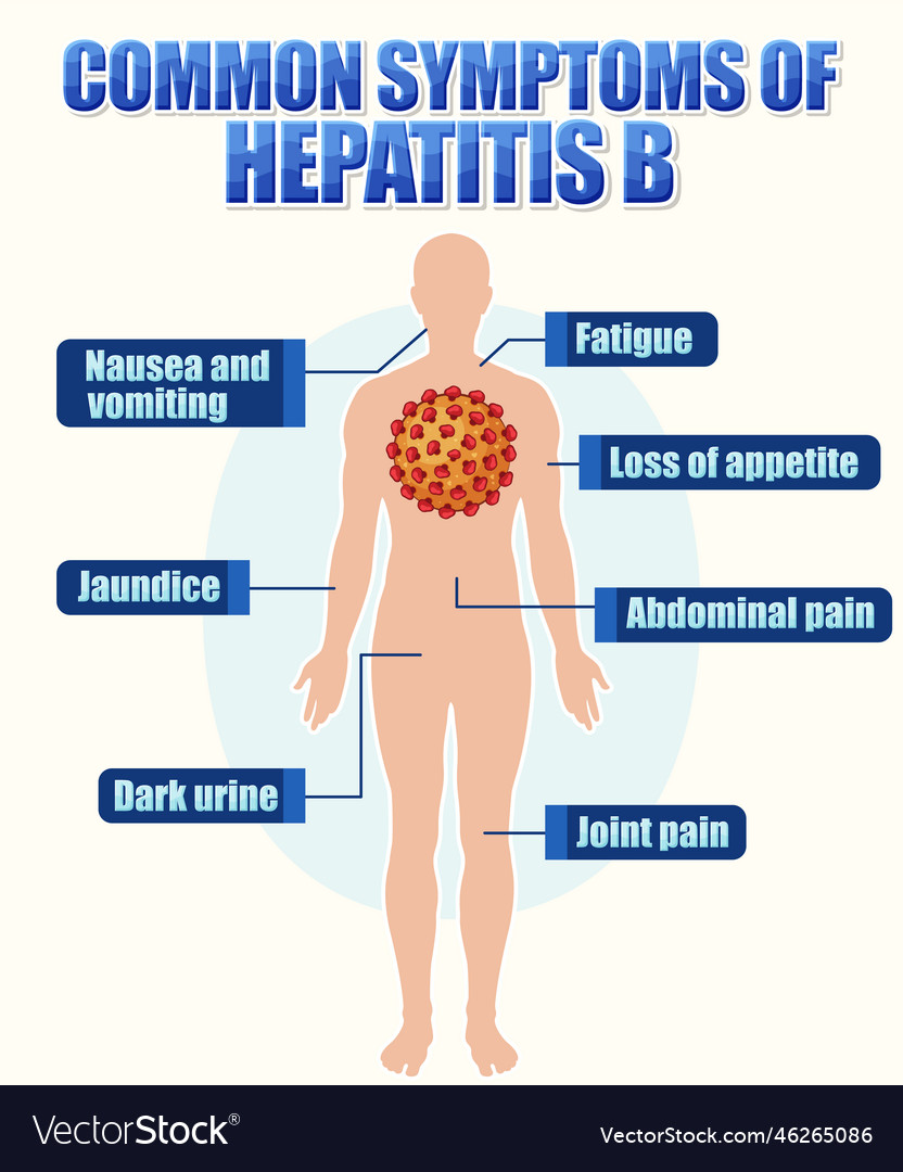Informative poster of common symptoms hepatitis b Vector Image