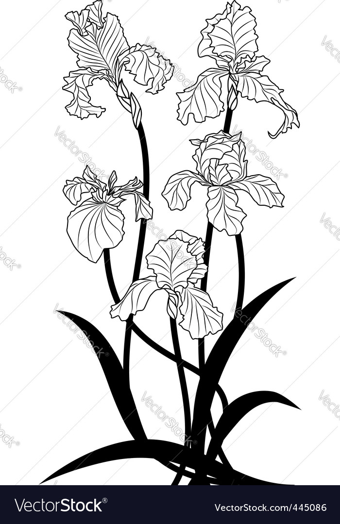 Irises Royalty Free Vector Image - VectorStock