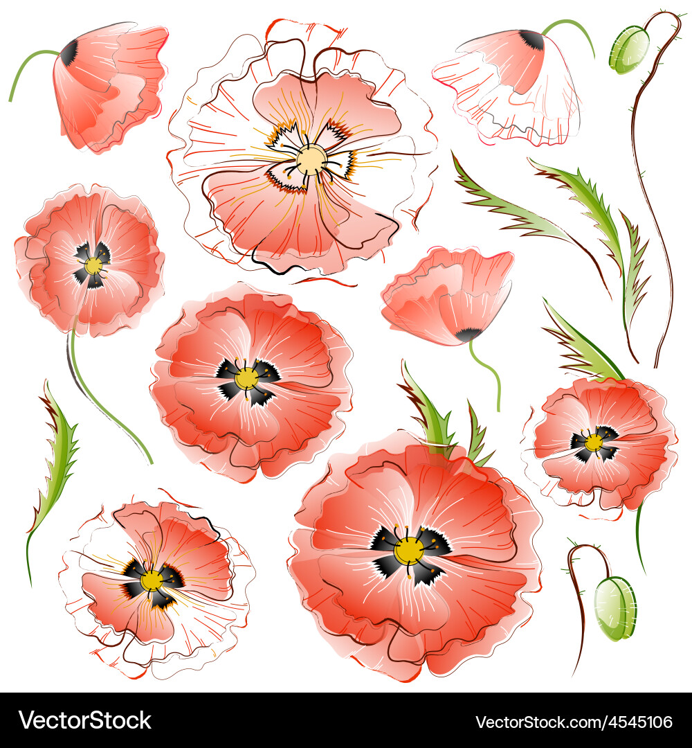 Set isolated red poppy flowers Royalty Free Vector Image