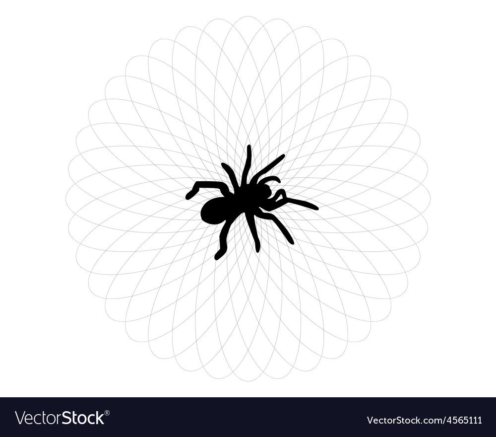 Spider Royalty Free Vector Image - VectorStock