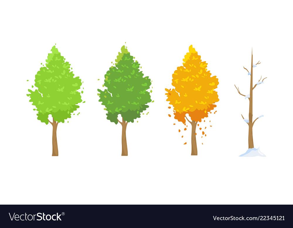 Tree in different seasons Royalty Free Vector Image