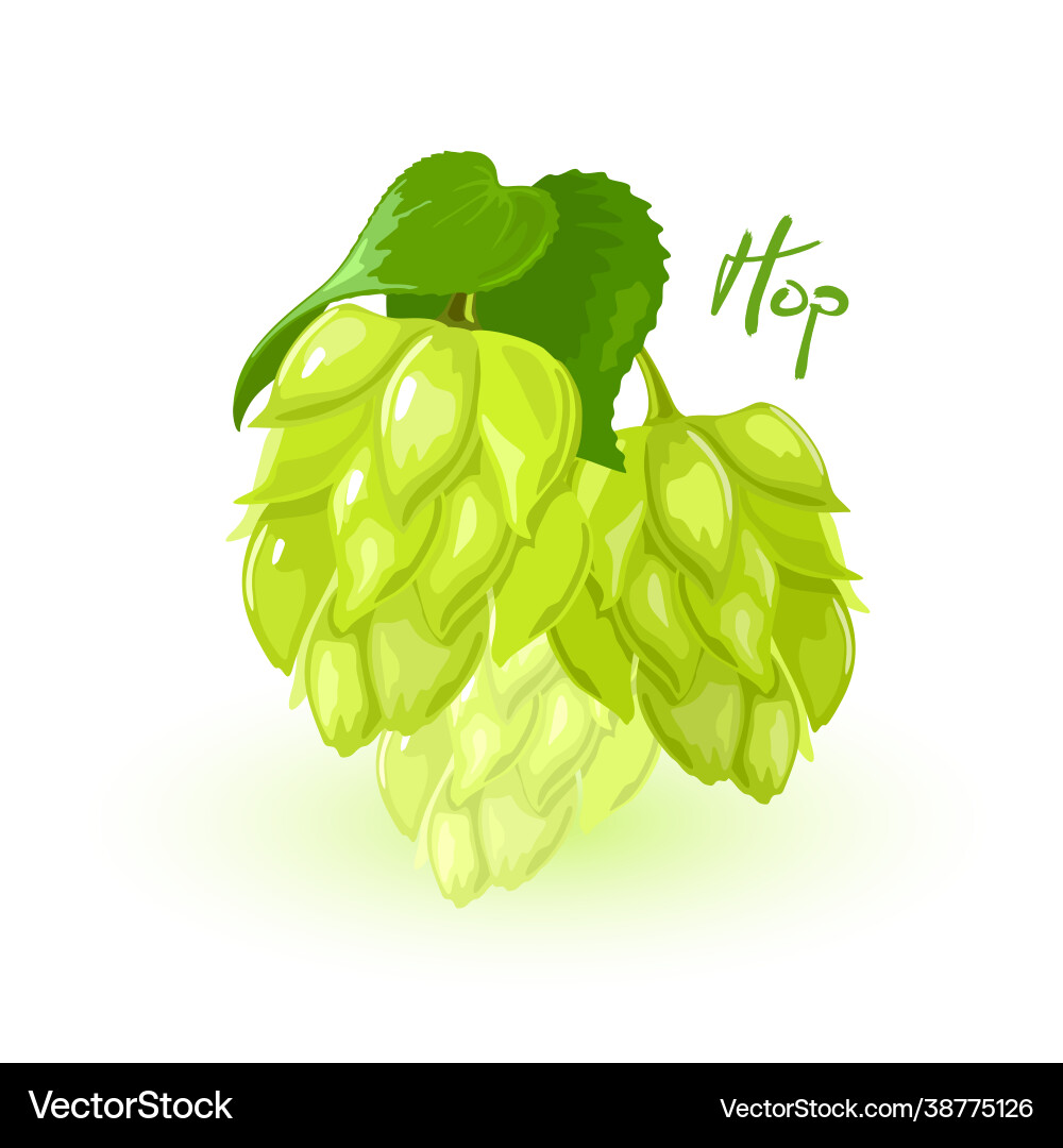 Cartoon fresh hop cones Royalty Free Vector Image