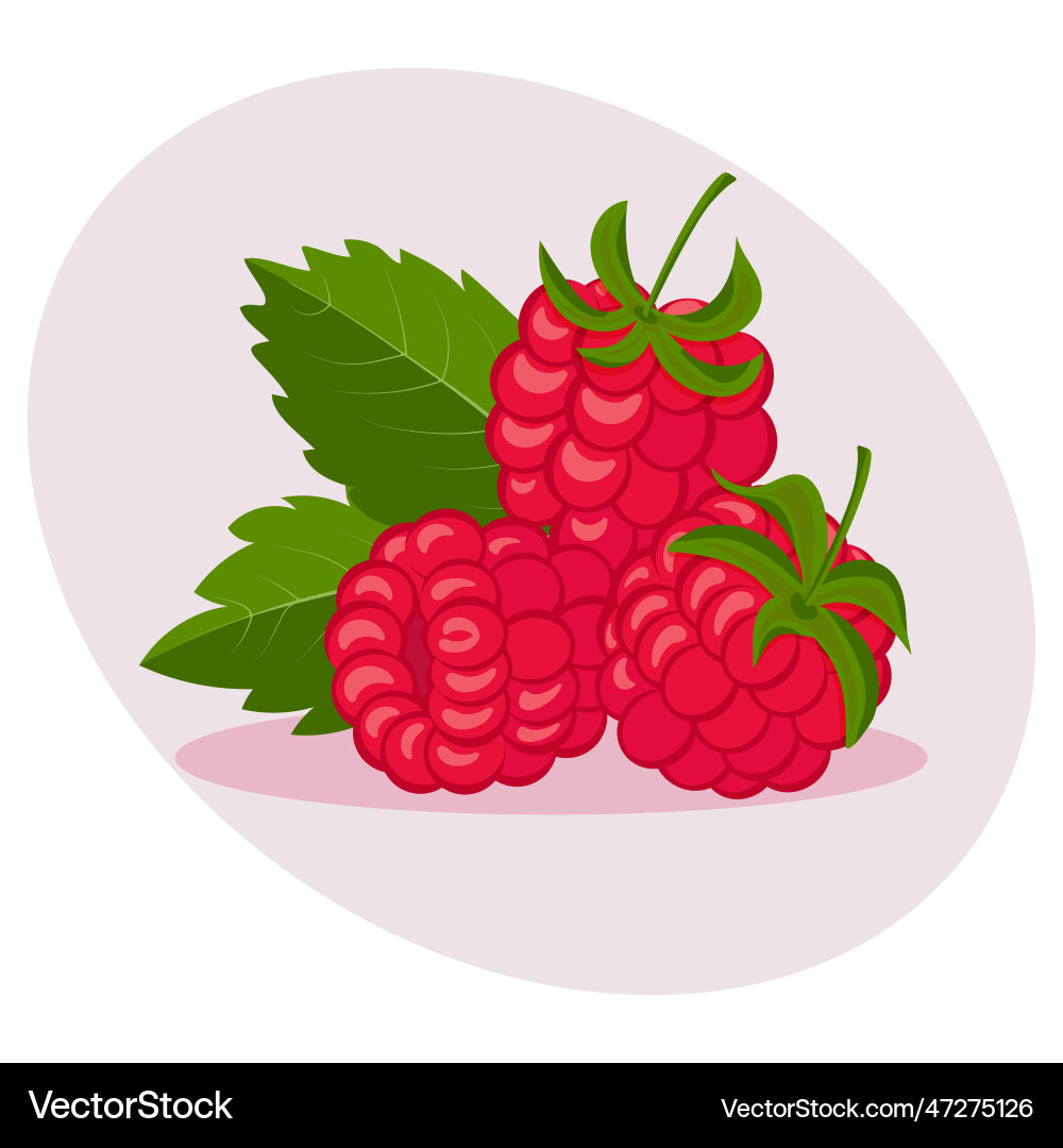 Fresh ripe raspberries natural summer fruit Vector Image