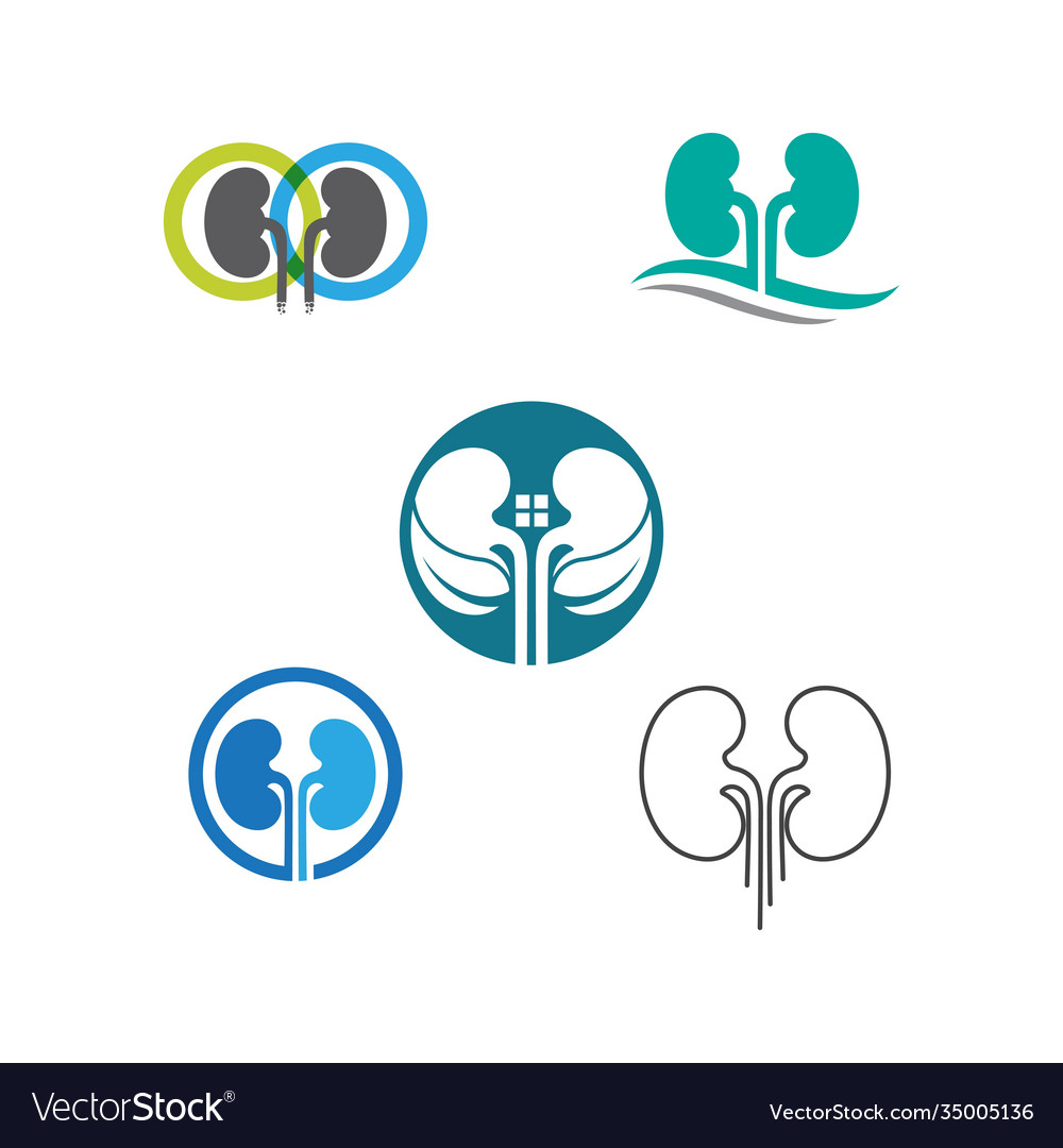 Kidney Royalty Free Vector Image - VectorStock