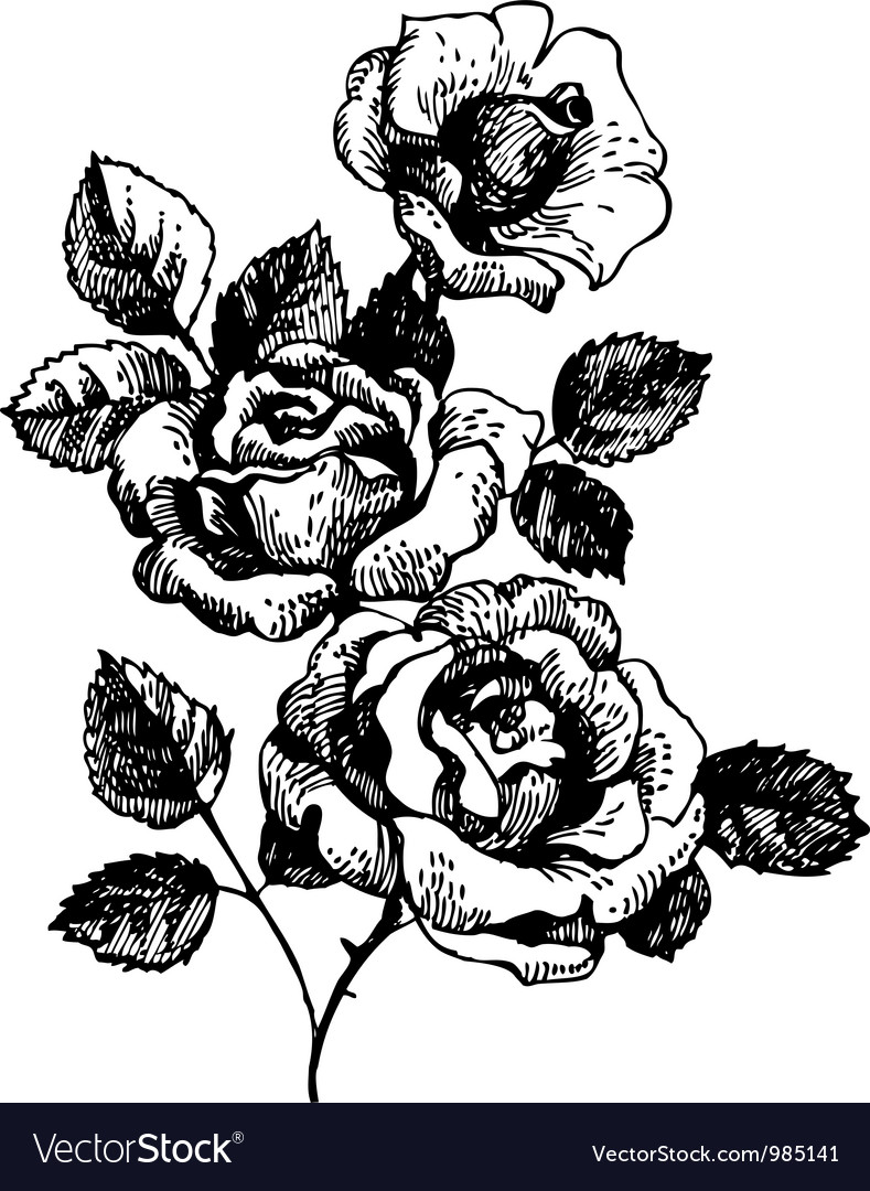 Roses Royalty Free Vector Image - VectorStock