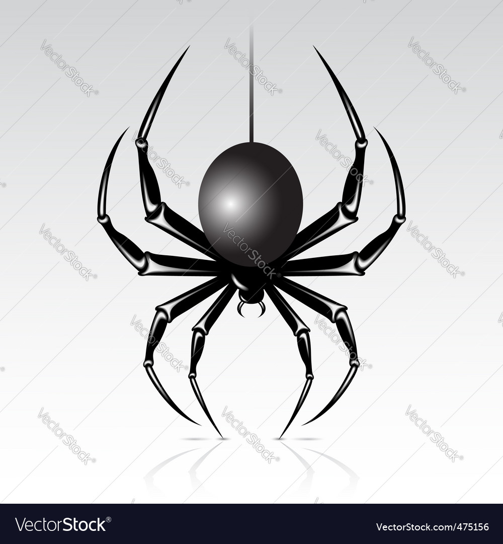 Spider Royalty Free Vector Image - VectorStock