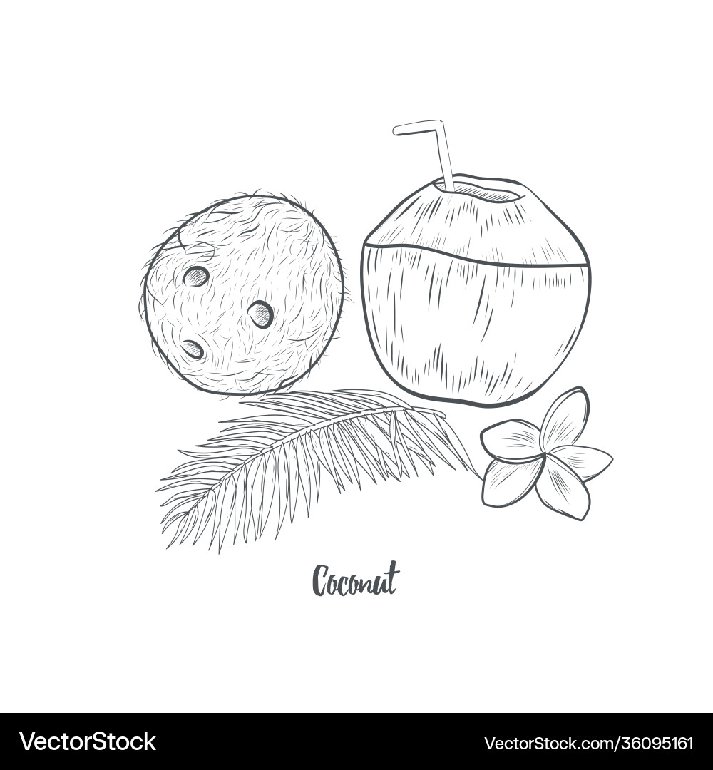 Coconut hand drawn sketch isolated on white Vector Image