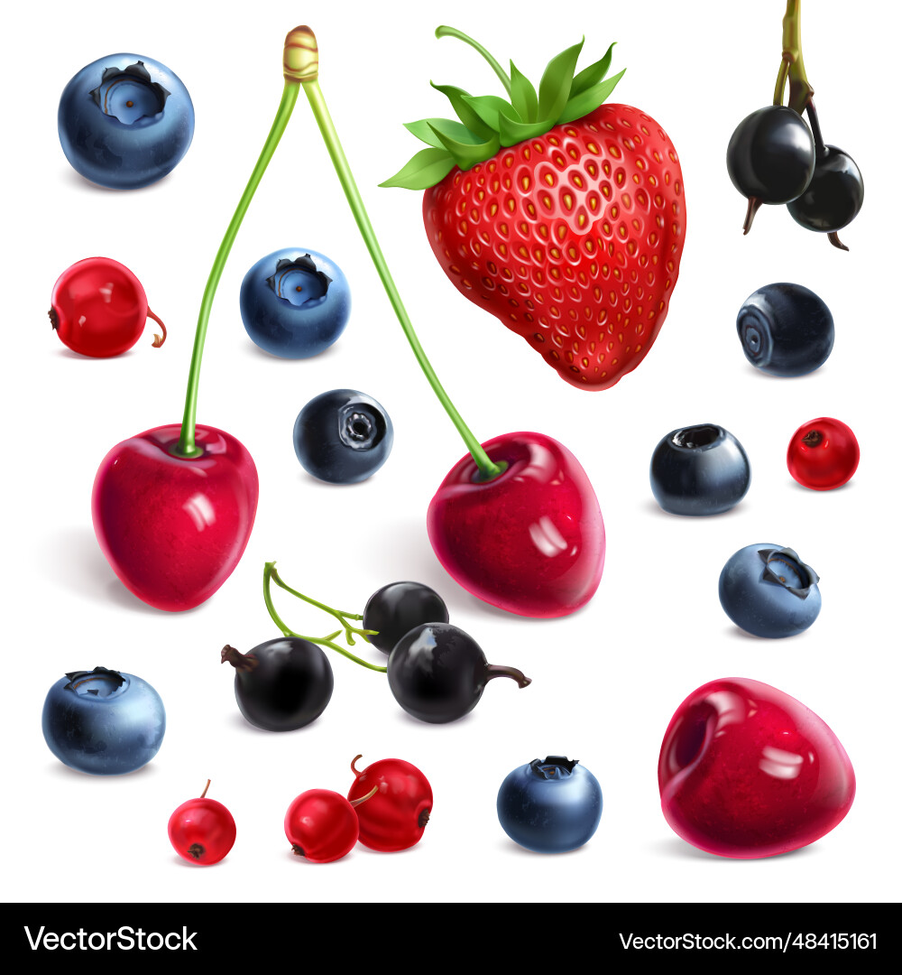 Mix of different fresh berries Royalty Free Vector Image