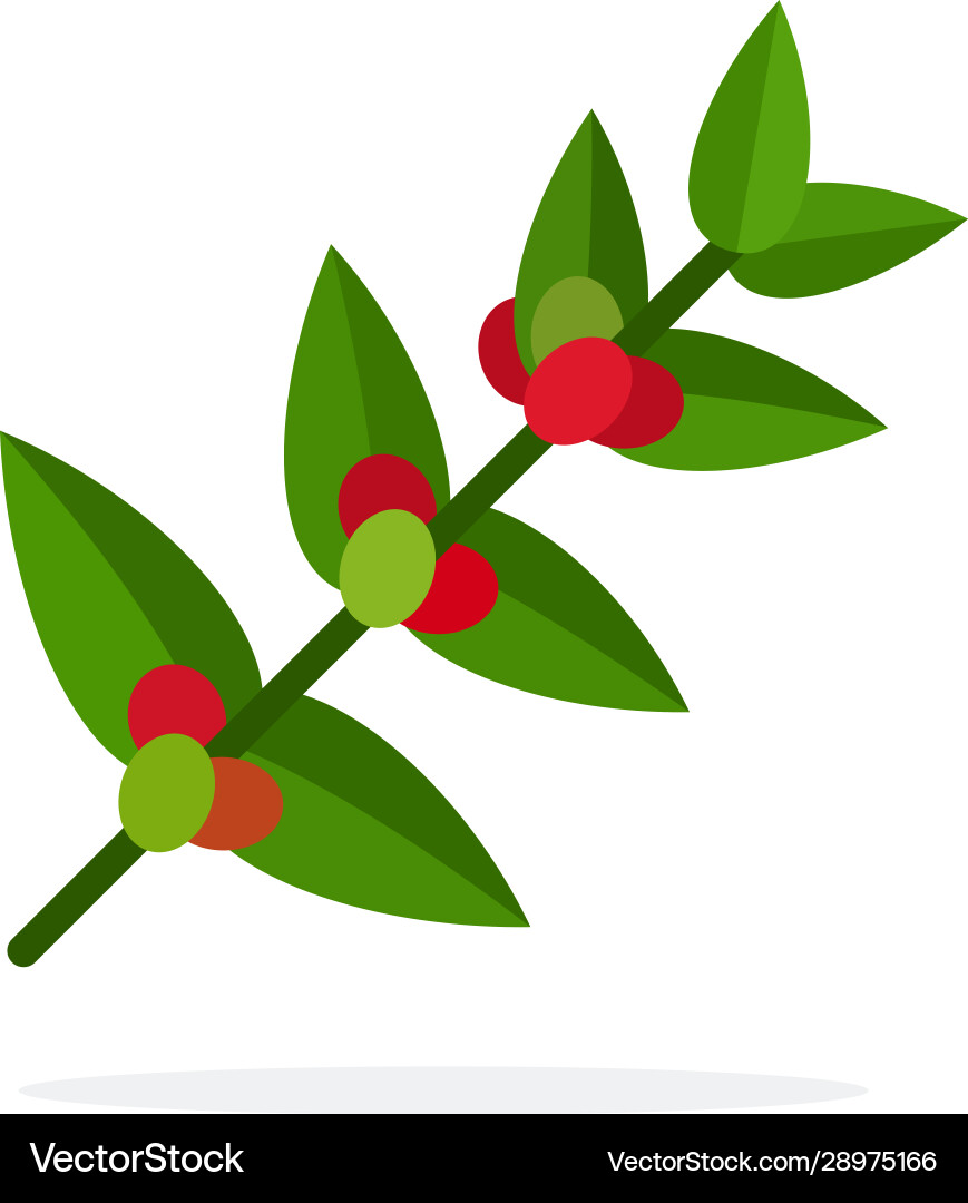 Coffee branch with leaves and berries flat Vector Image