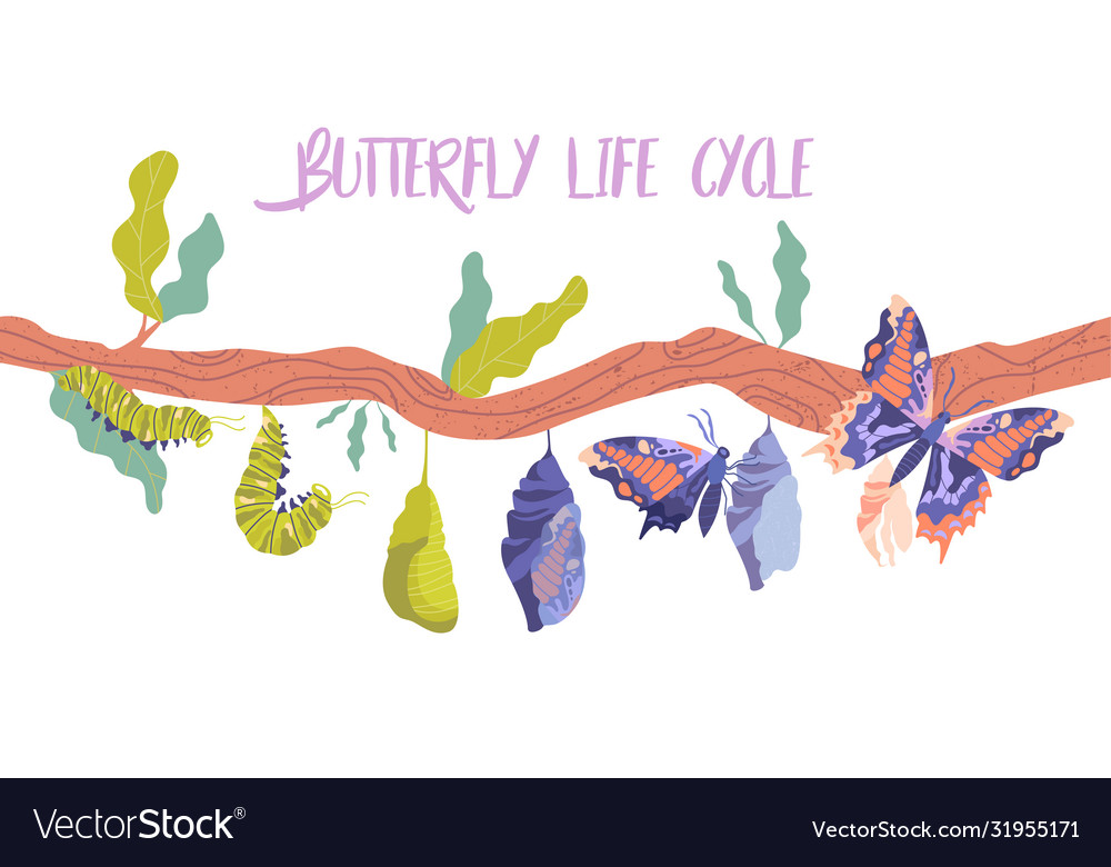 Life cycle and metamorphosis a butterfly from Vector Image