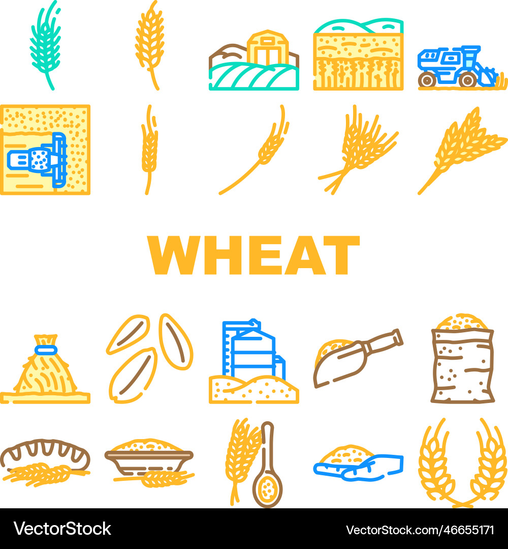 Wheat grain cereal plant icons set Royalty Free Vector Image