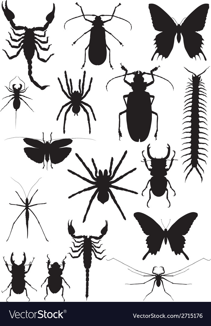 Insect set Royalty Free Vector Image - VectorStock