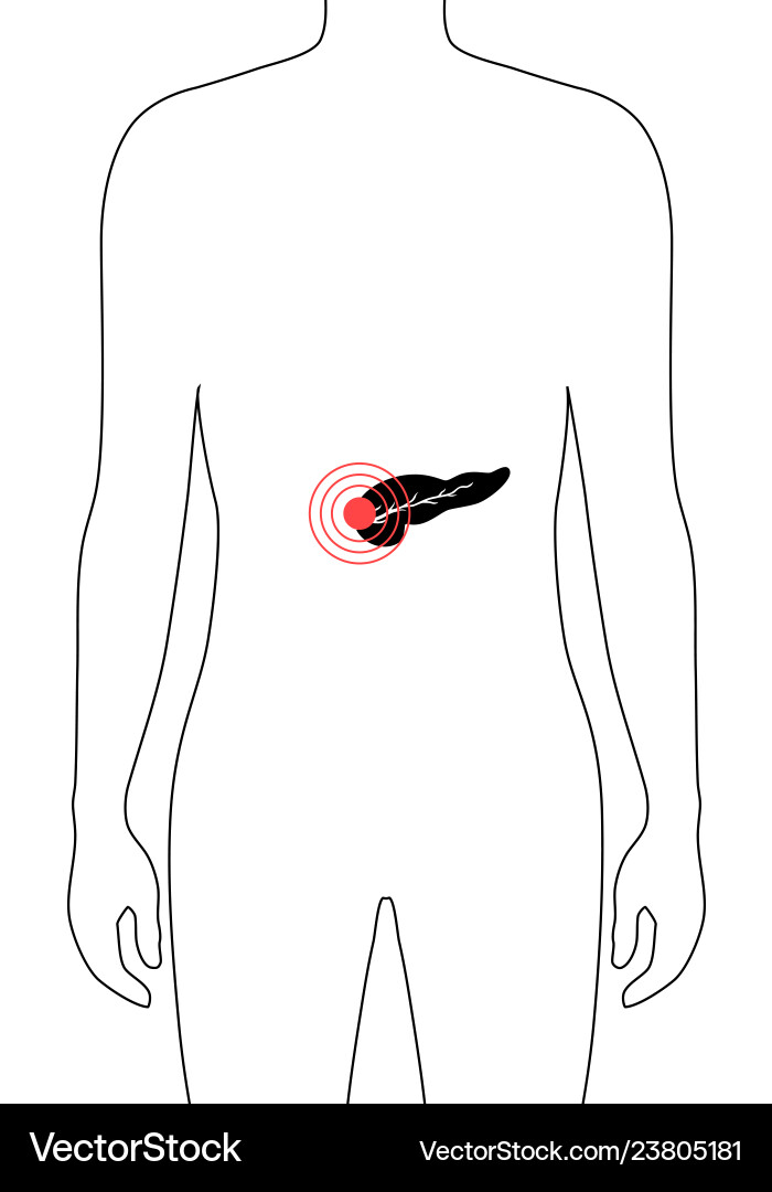 Isolated of pancreas Royalty Free Vector Image