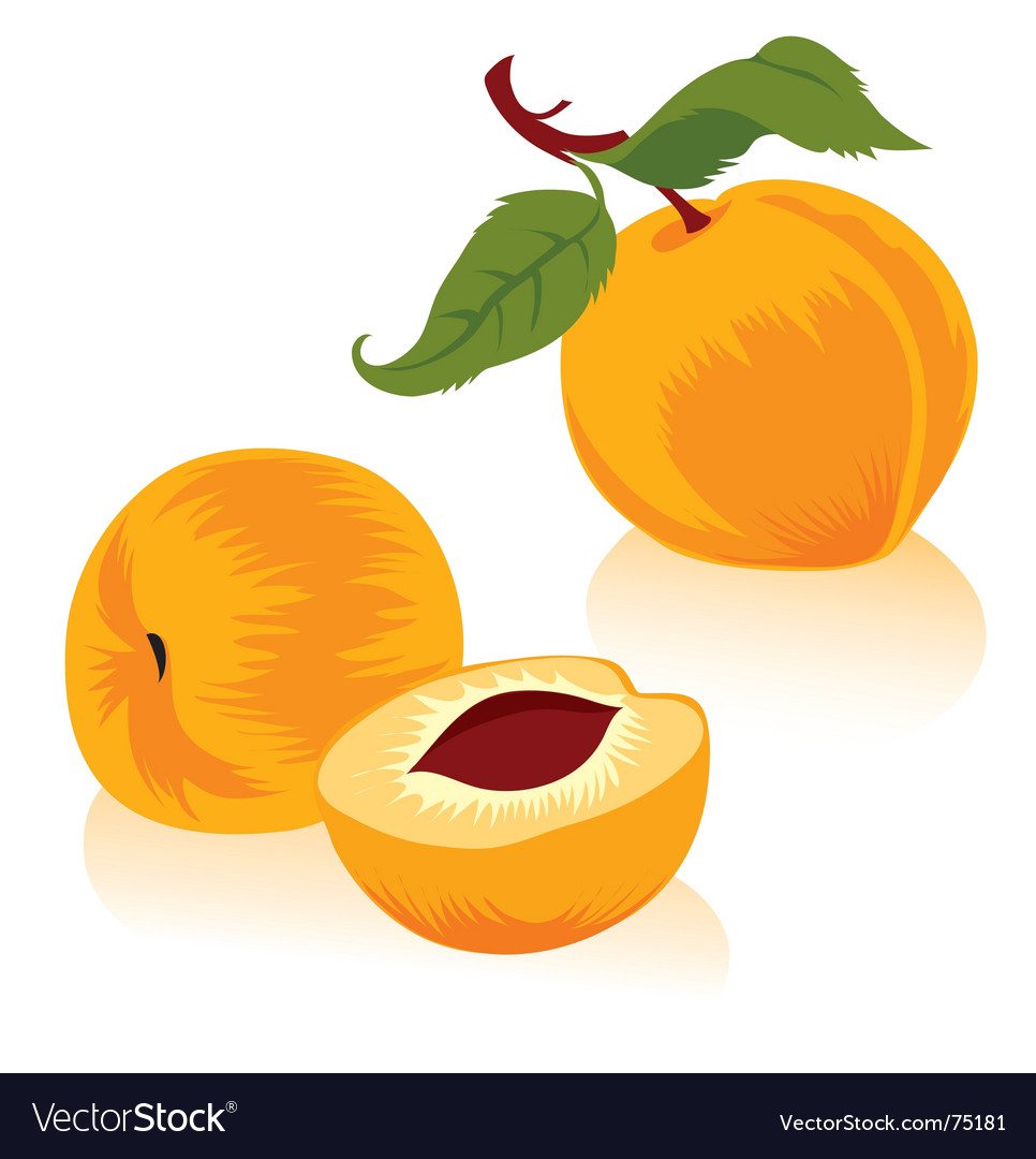 Peach Royalty Free Vector Image - VectorStock