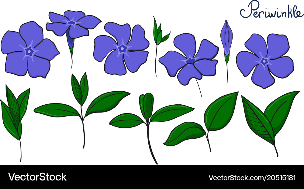 Set isolation elements of periwinkle flowers Vector Image