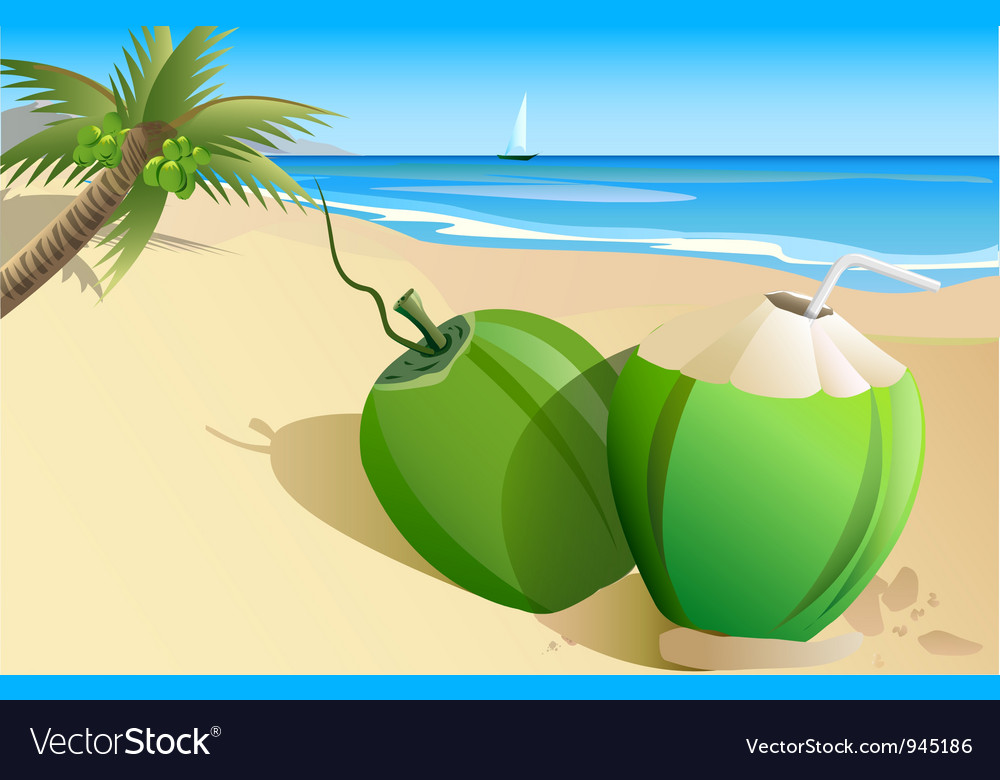Coconut Royalty Free Vector Image - VectorStock