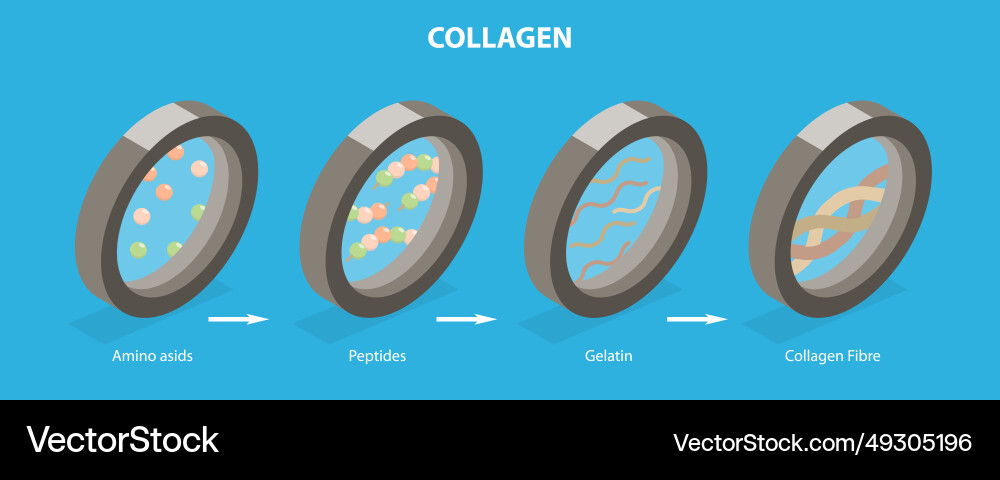 3d isometric flat of collagen Royalty Free Vector Image