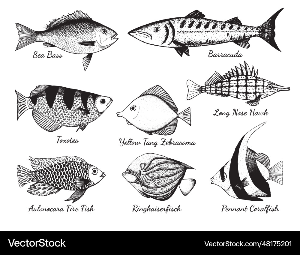 Set with graphic drawings of fish Royalty Free Vector Image