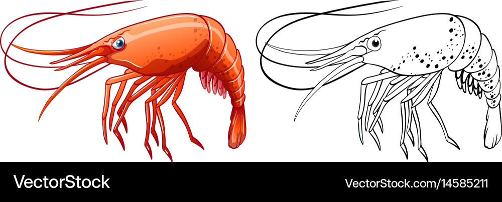 Animal outline for shrimp Royalty Free Vector Image