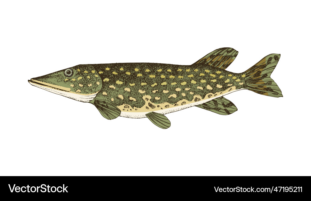 Northern pike also known as simply Royalty Free Vector Image