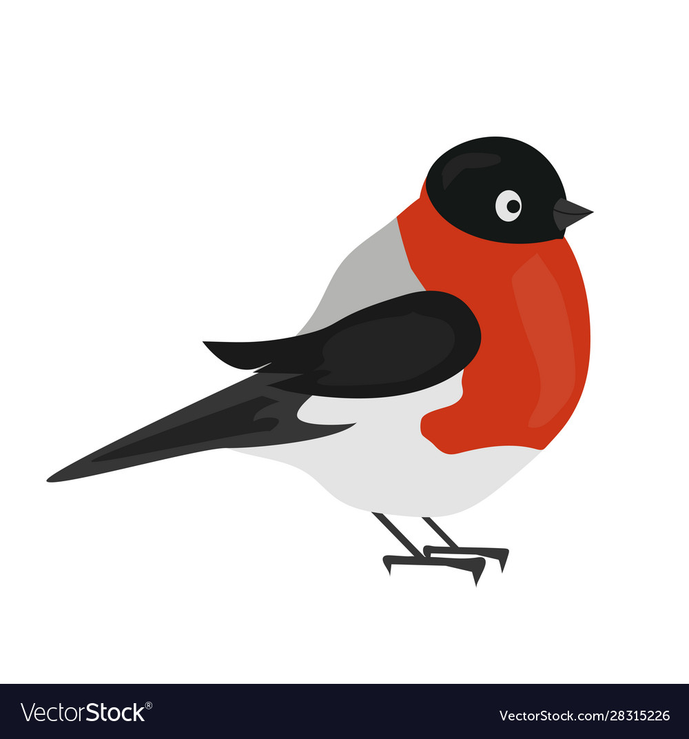 Bullfinch winter bird Royalty Free Vector Image