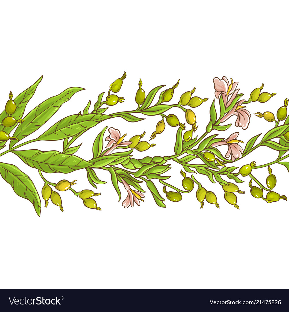 Cardamom pattern Royalty Free Vector Image - VectorStock