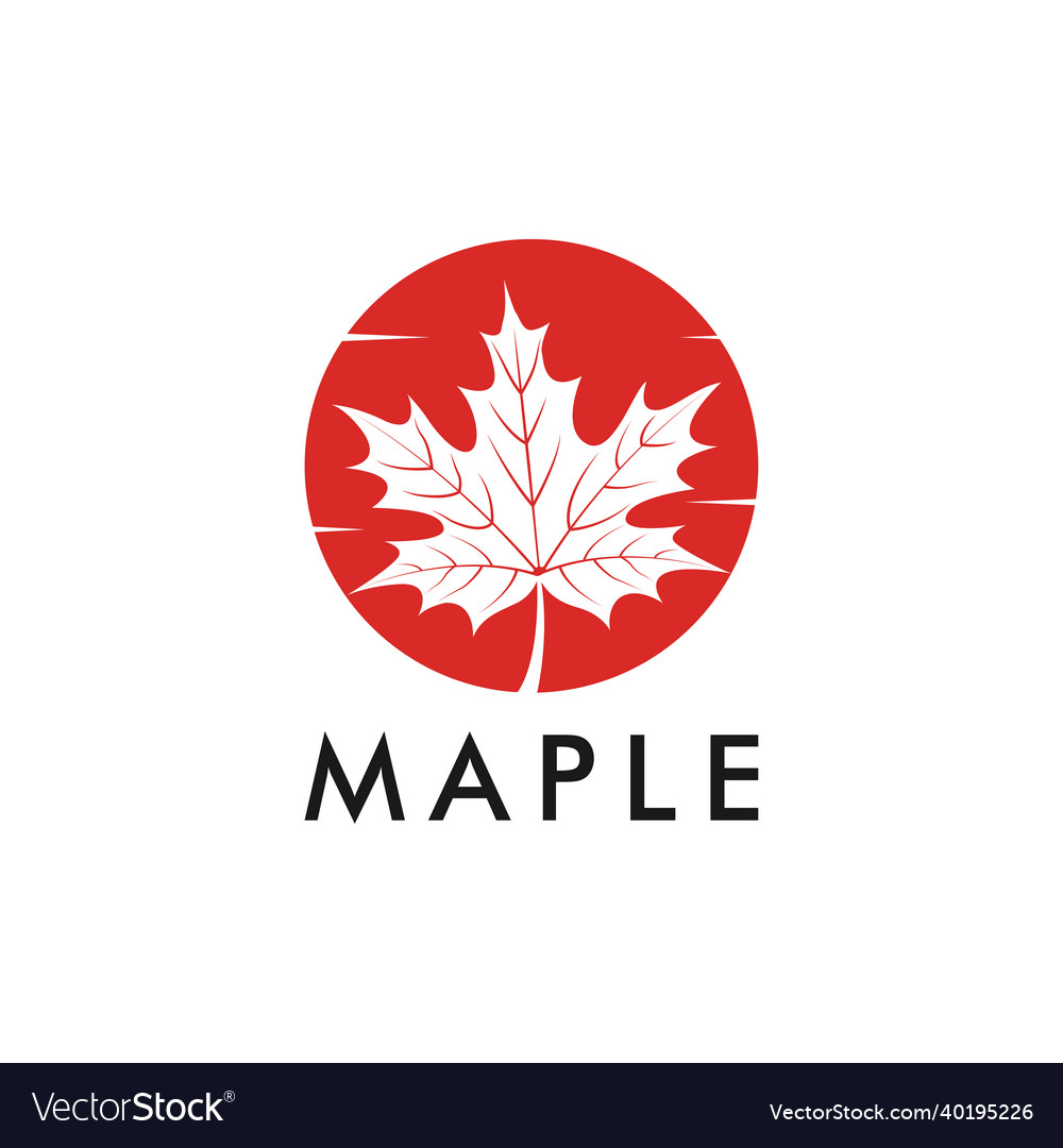 Maple leaf logo design template Royalty Free Vector Image