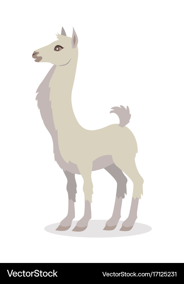 Llama isolated on white south american camelid Vector Image