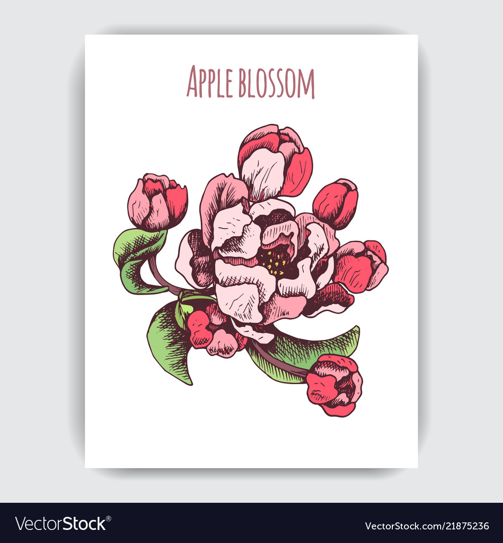 Hand Drawn Colorful Postcard With Apple Blossom Vector Image