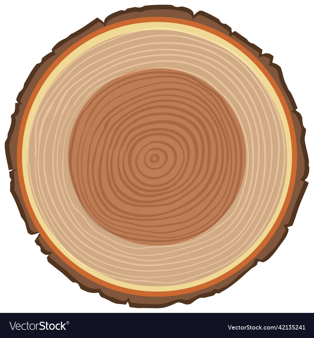 Anatomy Of A Tree Trunk Anatomy Tree Trunk Stock Illustrations – 632