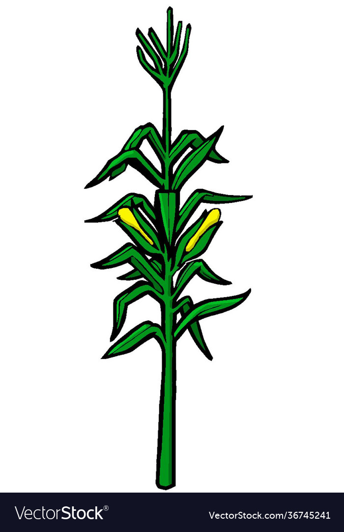 Corn Royalty Free Vector Image - VectorStock
