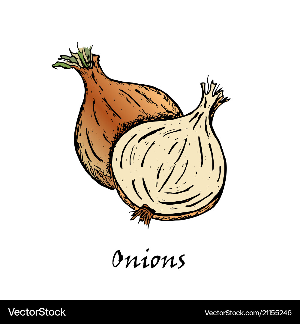 Hand drawn of two onions Royalty Free Vector Image