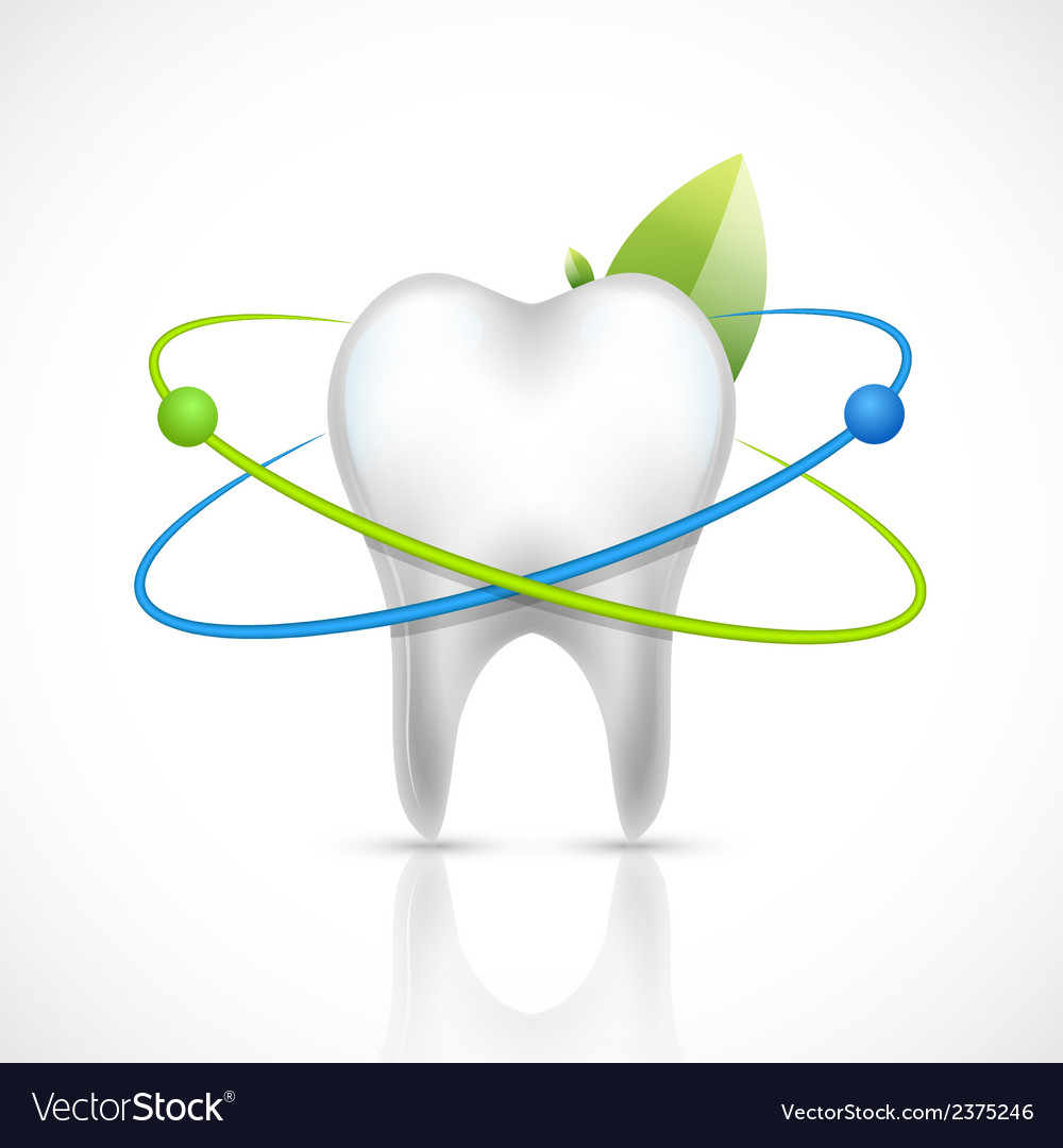 Healthy tooth realistic Royalty Free Vector Image