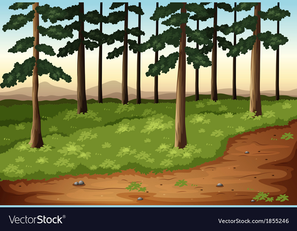 Pine trees Royalty Free Vector Image - VectorStock