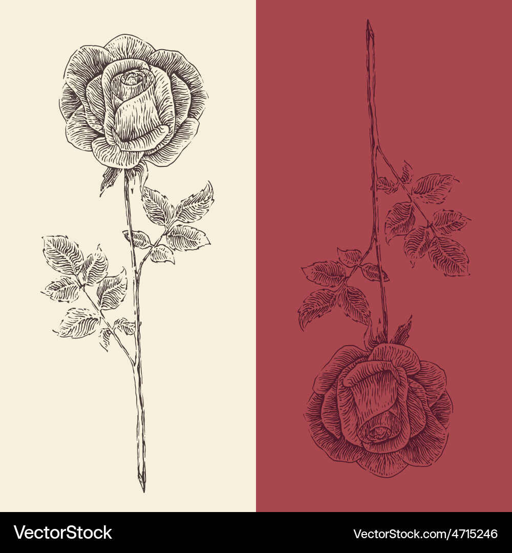 Rose flower vintage engraved retro Royalty Free Vector Image