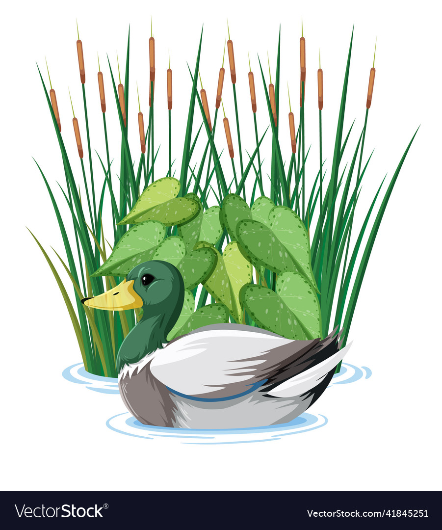 Duck swimming in the pond Royalty Free Vector Image