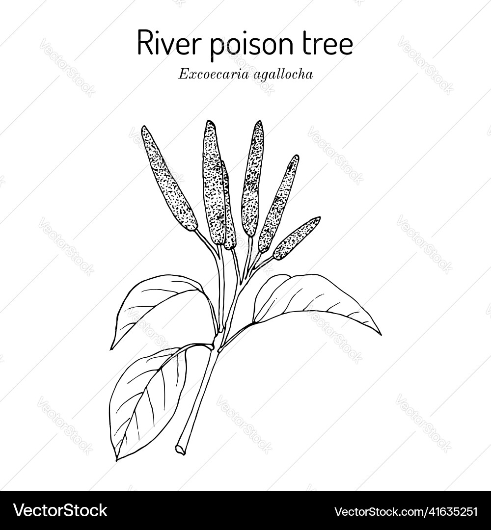 River poison tree or blind-your-eye mangrove Vector Image