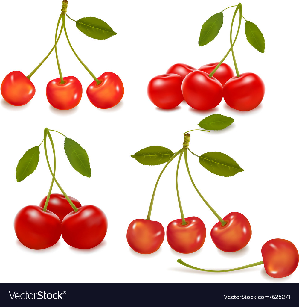 Cherries Royalty Free Vector Image - VectorStock