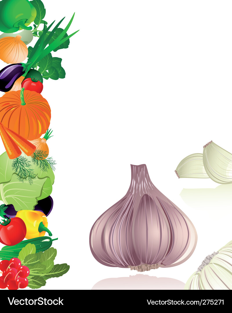 Garlic Royalty Free Vector Image - VectorStock