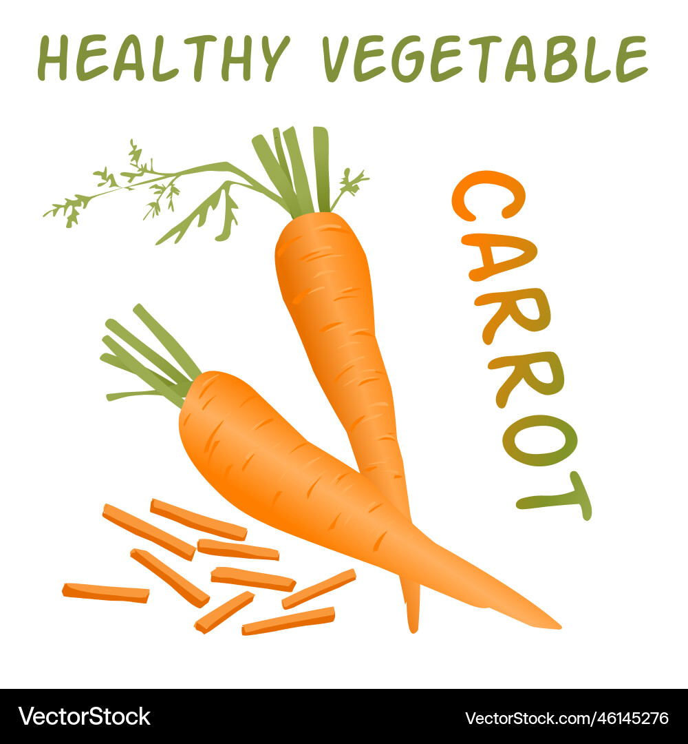 Naturalistic drawing of fresh carrots Royalty Free Vector