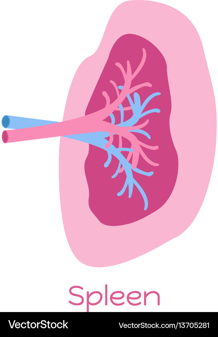 Spleen in flat style viscera icon internal organs Vector Image