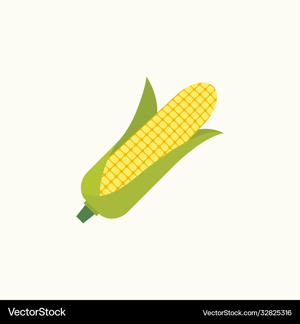 Corn cob in a green husk isolated on white Vector Image