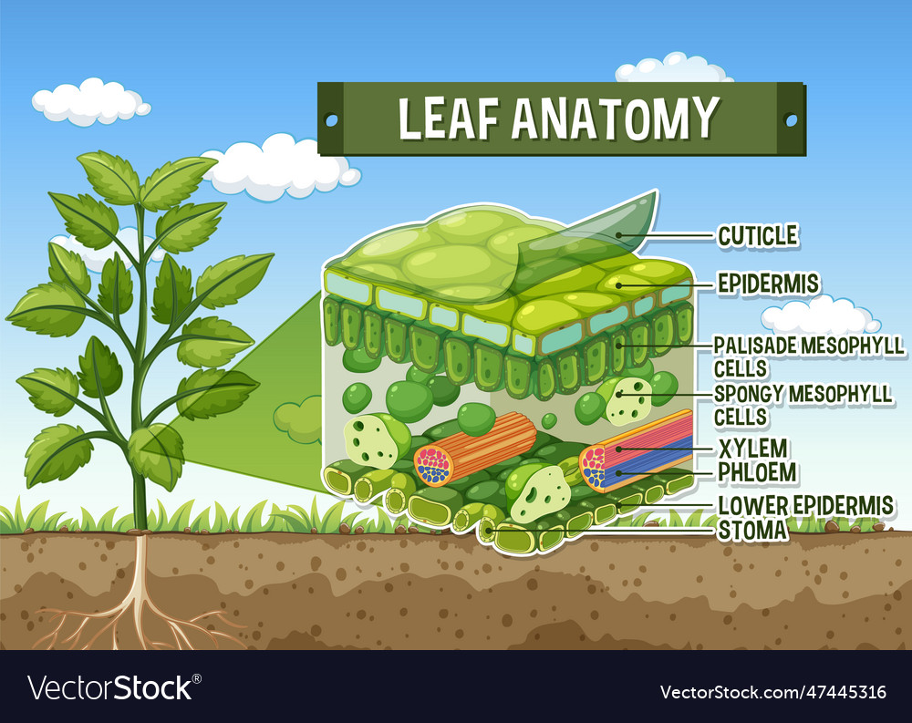 Internal structure of leaf diagram Royalty Free Vector Image