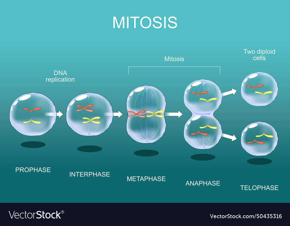 Mitosis cell division Royalty Free Vector Image