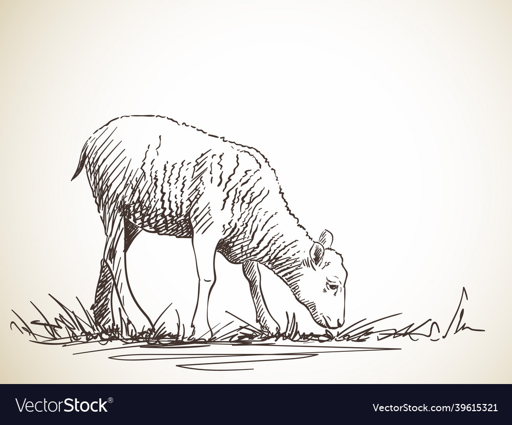 Sheep Royalty Free Vector Image - VectorStock