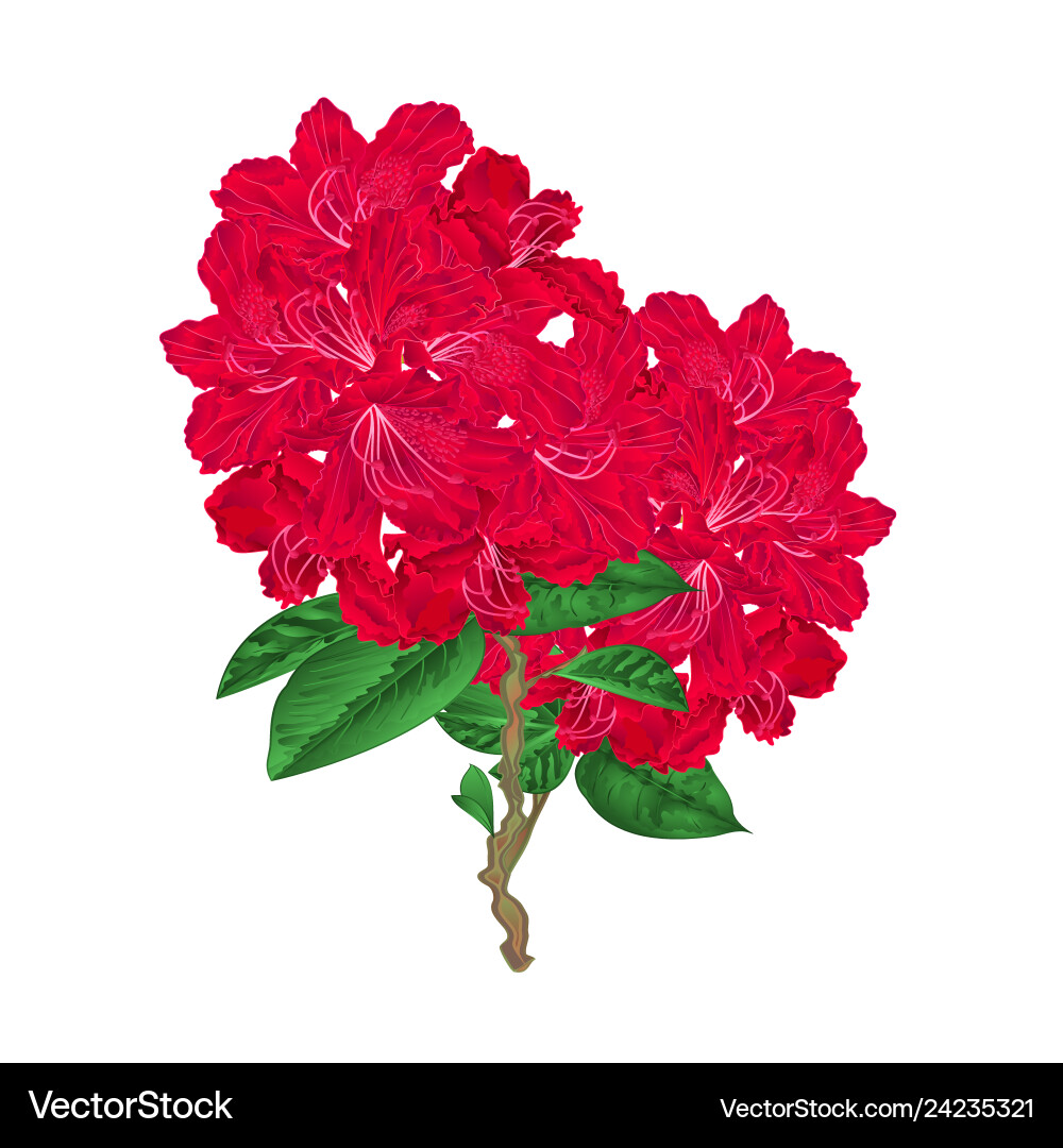 Twigs red flowers twig rhododendrons Royalty Free Vector
