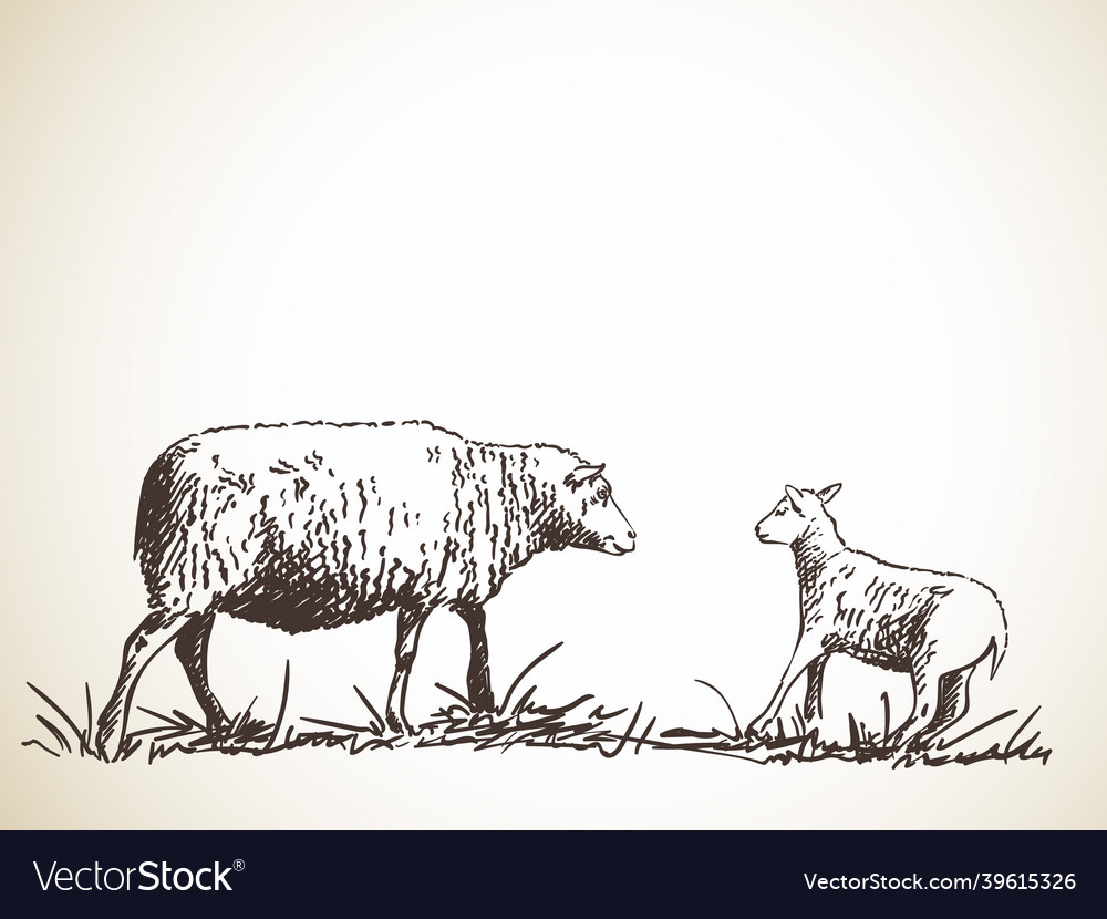 Sheep Royalty Free Vector Image - VectorStock