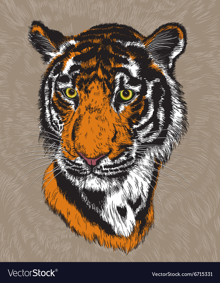 Tiger Royalty Free Vector Image - VectorStock