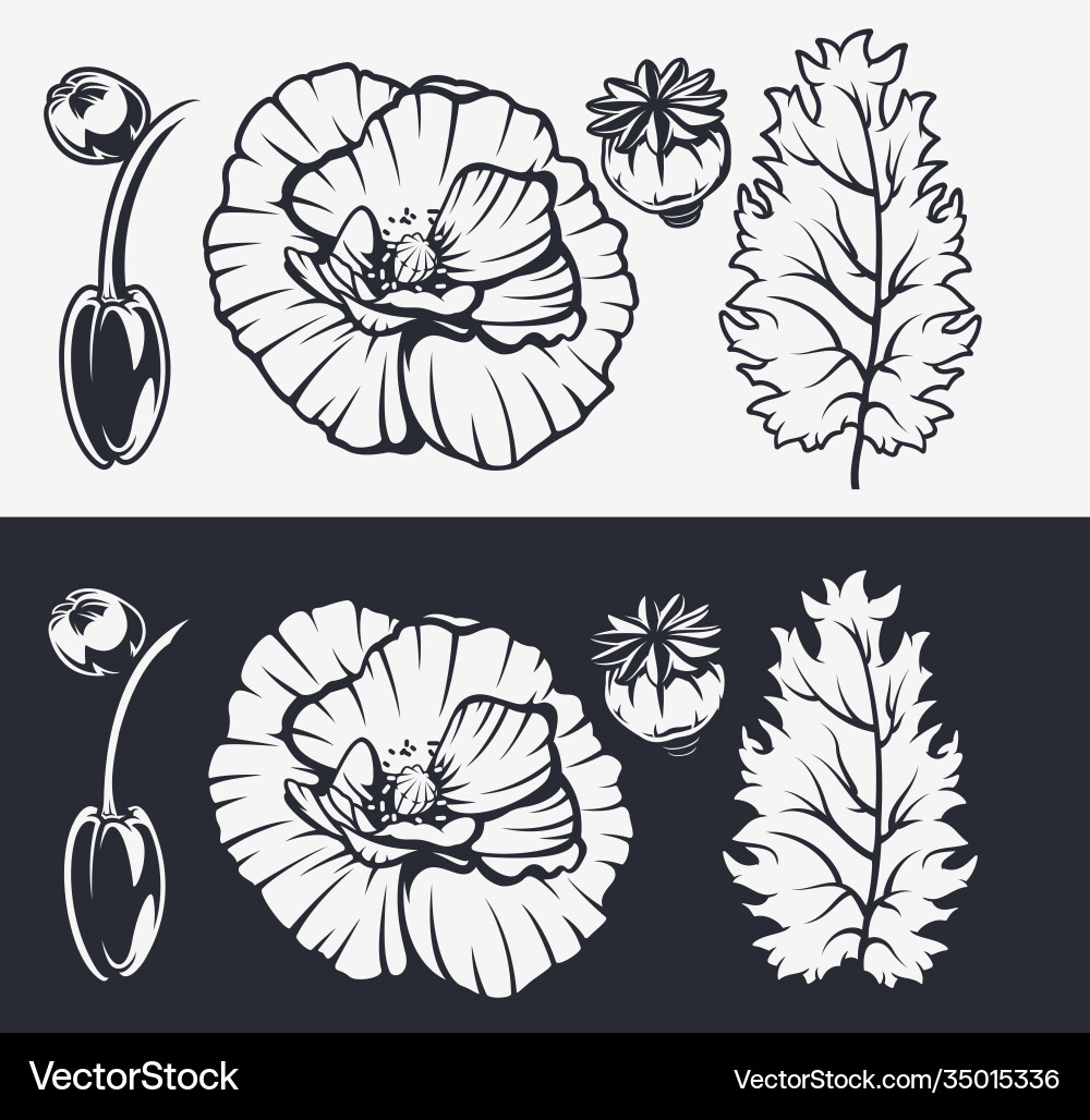 Botanical set poppy flowers Royalty Free Vector Image