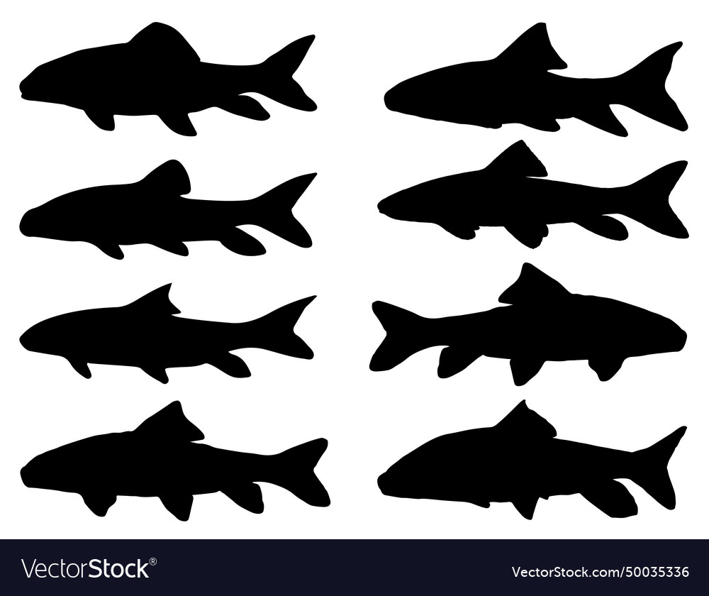 Silver redhorse fish silhouette art Royalty Free Vector Silver redhorse fish silhouette art Royalty Free Vector